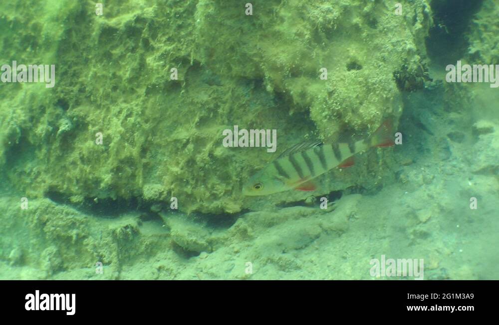 European perch Stock Videos & Footage - HD and 4K Video Clips - Alamy