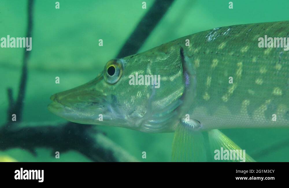 North american pike Stock Videos & Footage - HD and 4K Video Clips - Alamy