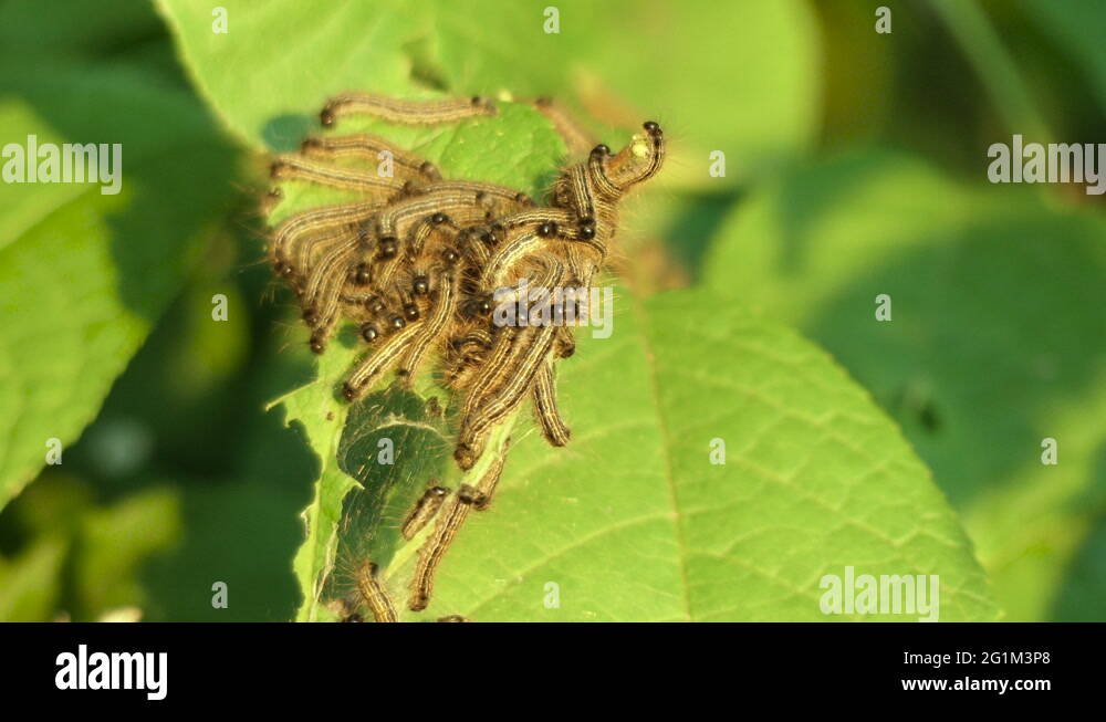 Oak processionary caterpillars Stock Videos & Footage - HD and 4K Video ...