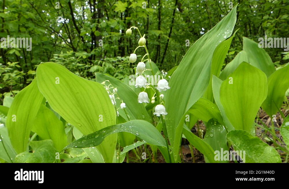 Poison primrose Stock Videos & Footage - HD and 4K Video Clips - Alamy
