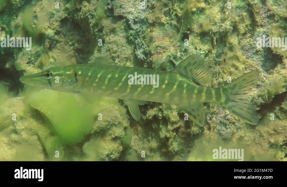 The northern pike Stock Videos & Footage - HD and 4K Video Clips - Alamy