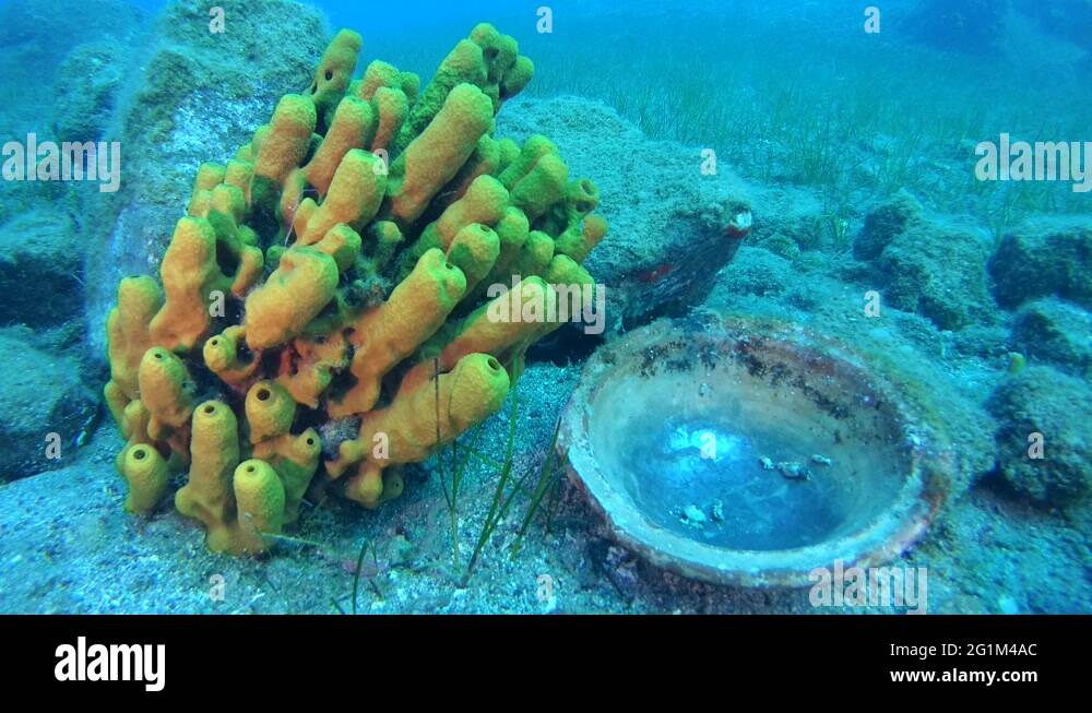 Greek wildlife Stock Videos & Footage - HD and 4K Video Clips - Alamy