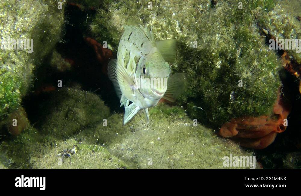 Marine fish Marbled spinefoot (Siganus sp Stock Video Footage - Alamy