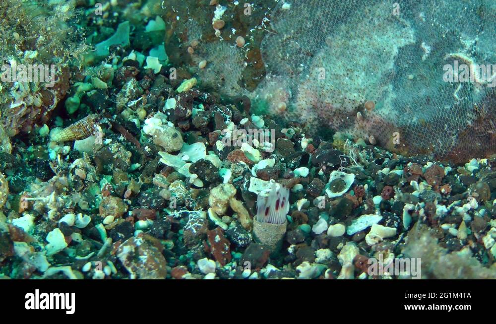 Peacock worm Stock Videos & Footage - HD and 4K Video Clips - Alamy