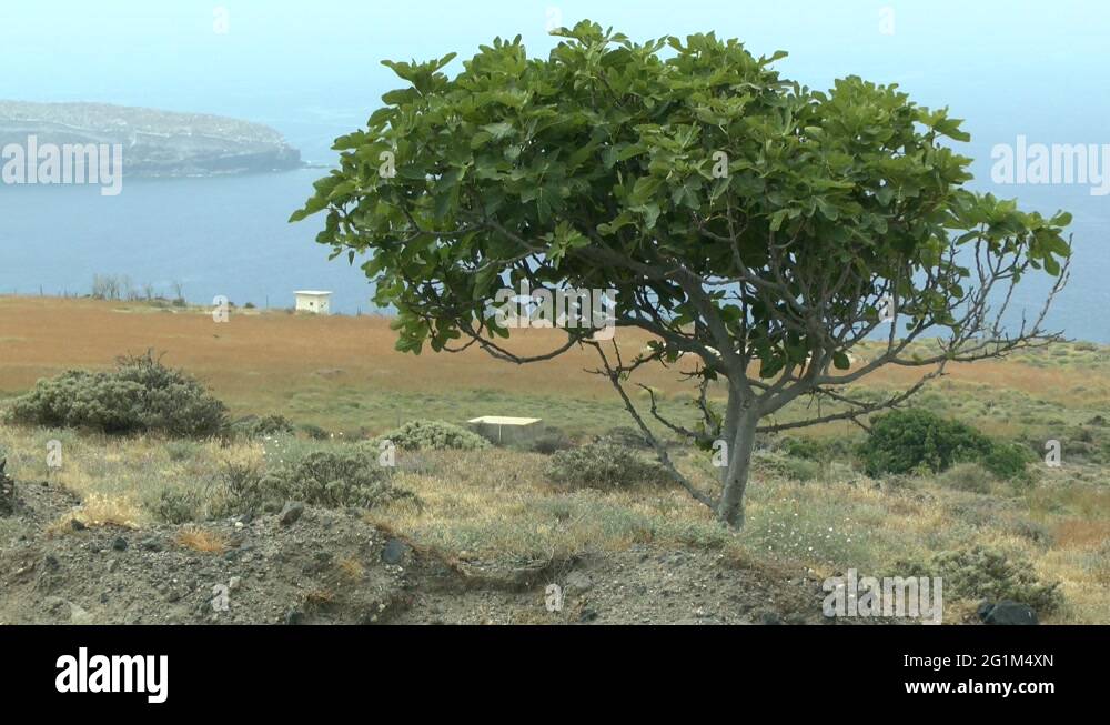 Hills fig tree Stock Videos & Footage - HD and 4K Video Clips - Alamy