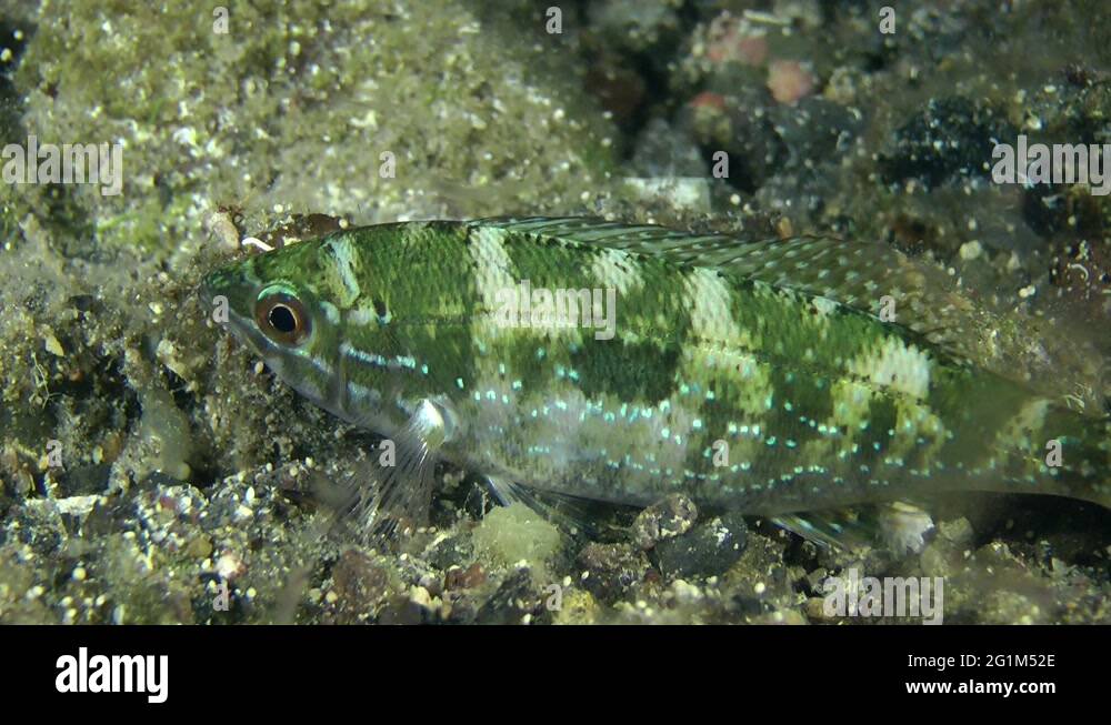 Marine fish Blotched picarel (Spicara maena Stock Video Footage - Alamy