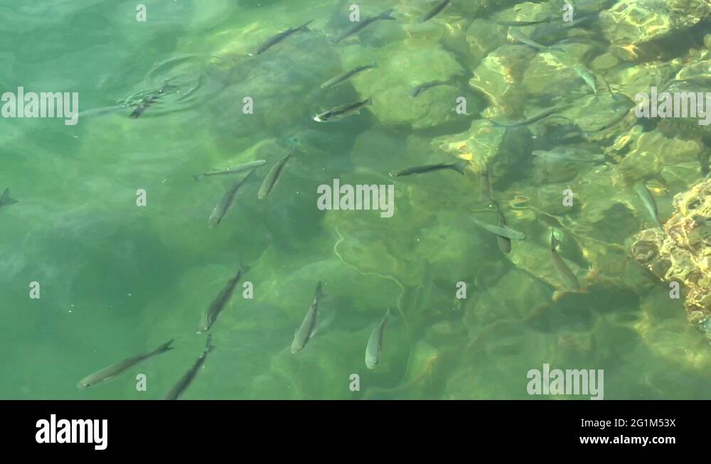 Marine fish gray mullet (Mugil sp.) in shallow water Stock Video ...