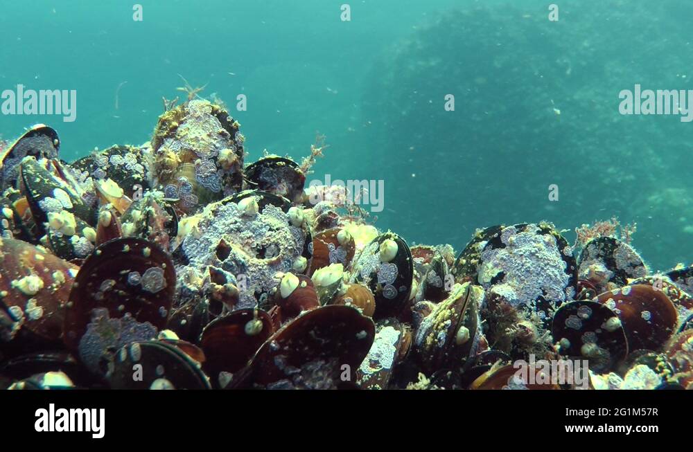 Mussels on a rock Stock Videos & Footage - HD and 4K Video Clips - Alamy