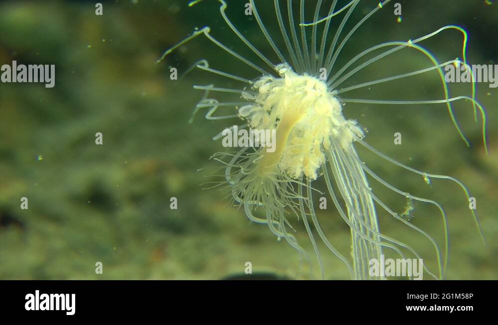 Nodding Hydroid (Corymorpha nutans Stock Video Footage - Alamy
