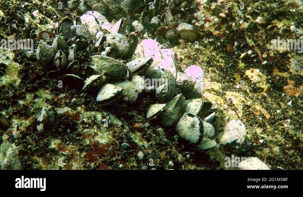 Shoal rock Stock Videos & Footage - HD and 4K Video Clips - Alamy