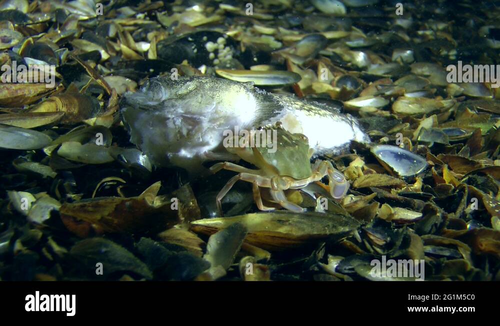 Two Swimming crab eating dead fish (Stargazer Stock Video Footage - Alamy