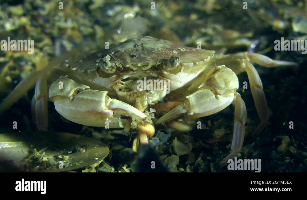 Swimming crab portunus sp Stock Videos & Footage - HD and 4K Video ...