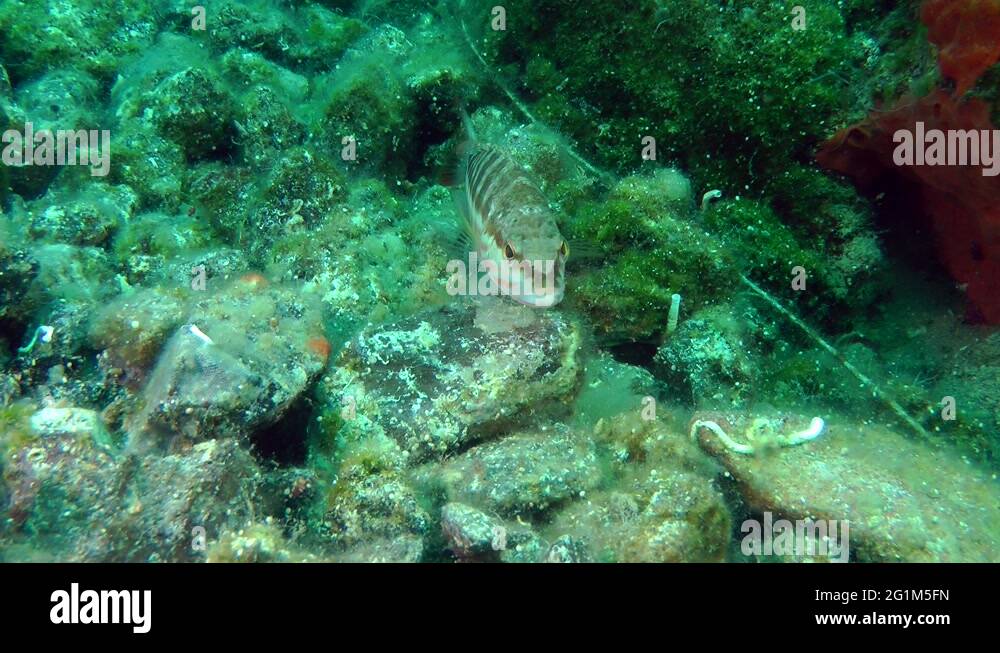 Serrano alecrim Stock Videos & Footage - HD and 4K Video Clips - Alamy