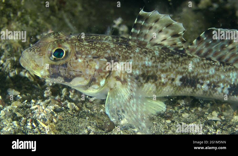 Gobius niger Stock Videos & Footage - HD and 4K Video Clips - Alamy