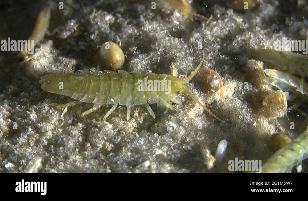 Idothea baltica Stock Videos & Footage - HD and 4K Video Clips - Alamy