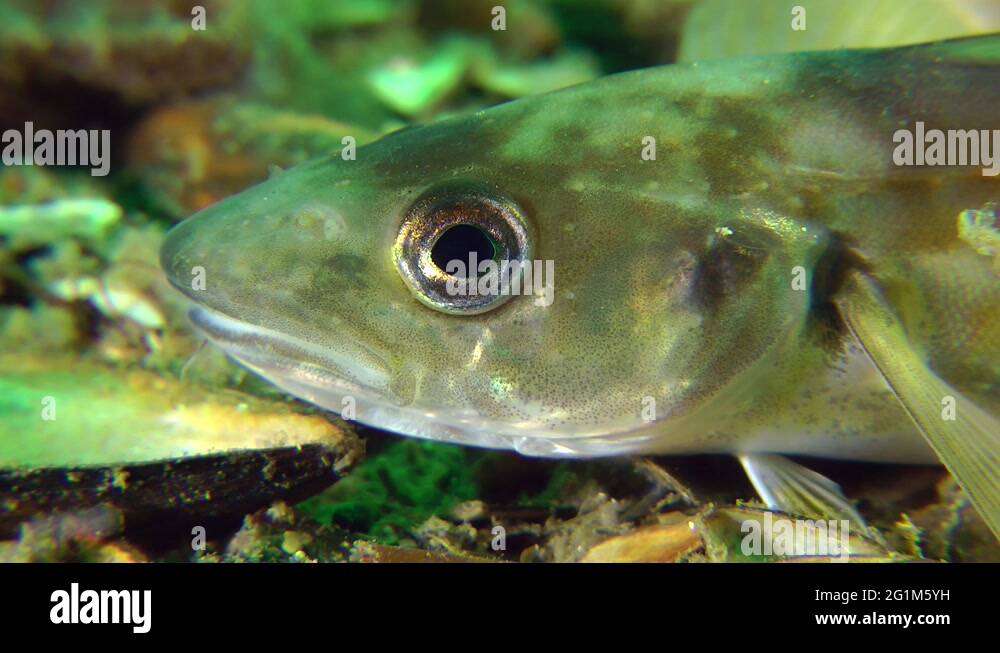 English whiting fish Stock Videos & Footage - HD and 4K Video Clips - Alamy