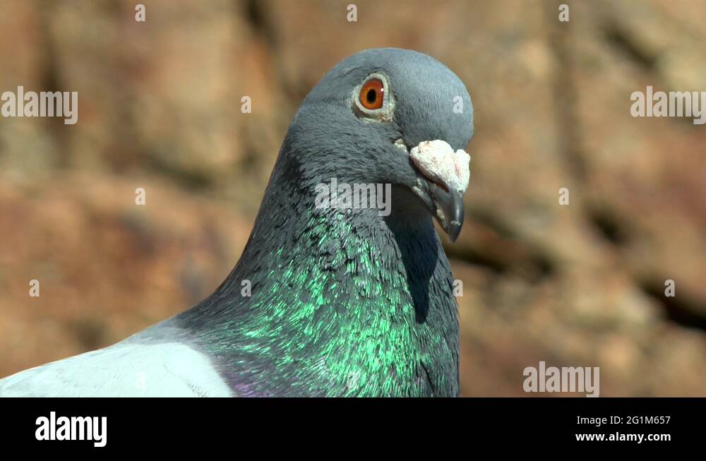 Race pigeon Stock Videos & Footage - HD and 4K Video Clips - Alamy