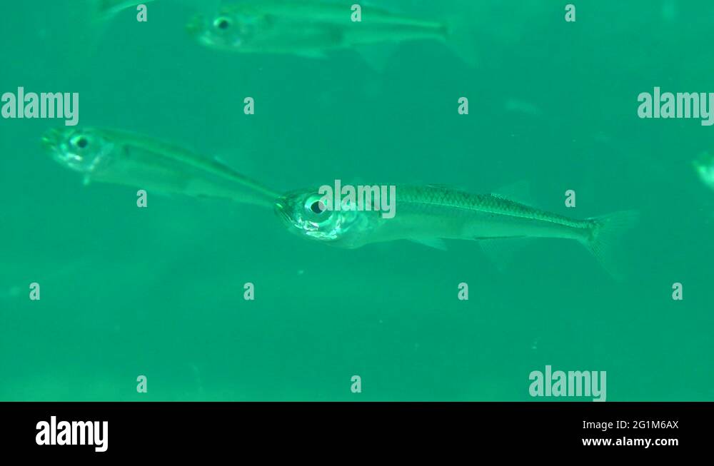 Big scale sand smelt Stock Videos & Footage - HD and 4K Video Clips - Alamy