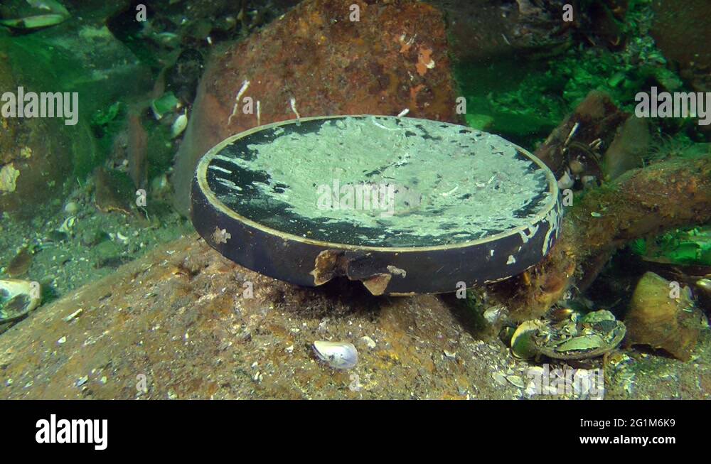 Ancient Greek fish plate on the sea bottom (Black-glazed ware Stock ...