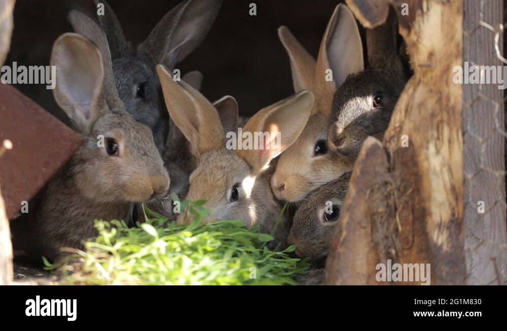 A large family of rabbits Stock Videos & Footage - HD and 4K Video ...