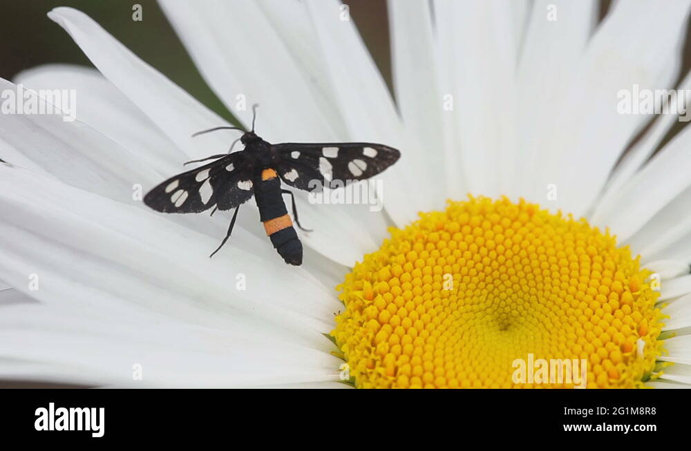 A single moth Stock Videos & Footage - HD and 4K Video Clips - Alamy
