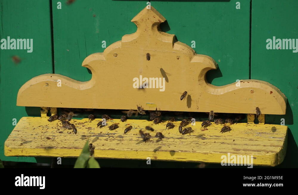 Bees swarm cloud Stock Videos & Footage - HD and 4K Video Clips - Alamy
