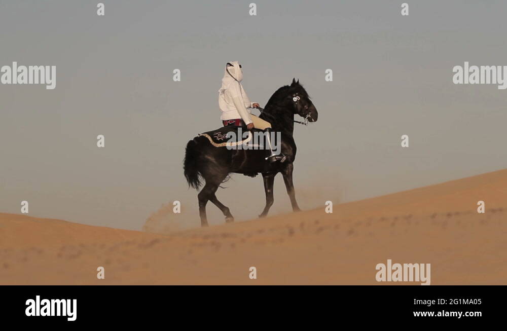 Horse arabian desert Stock Videos & Footage - HD and 4K Video Clips - Alamy