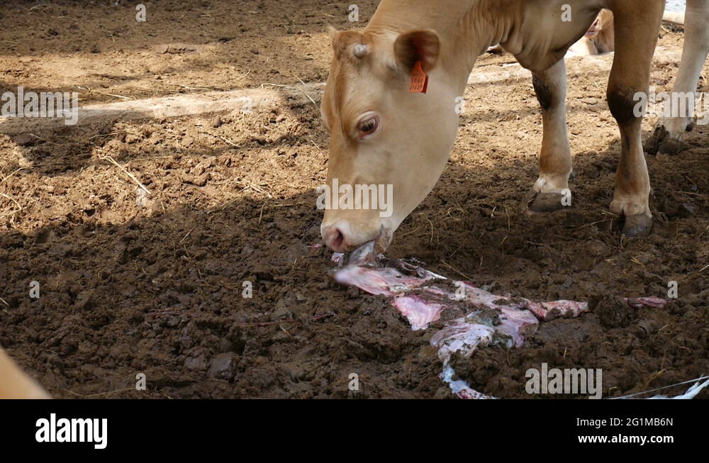 Placenta umbilical cord Stock Videos & Footage - HD and 4K Video Clips ...