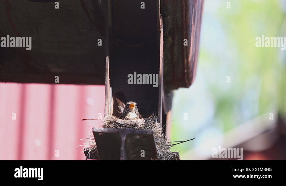 Fieldfare fauna Stock Videos & Footage - HD and 4K Video Clips - Alamy