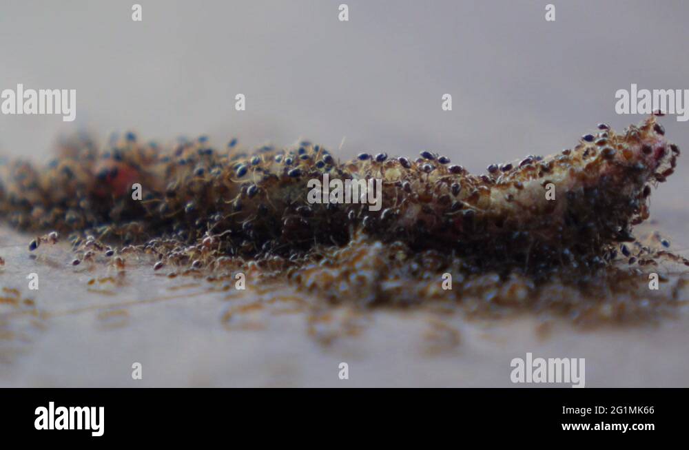 Army ants eating an animal Stock Videos & Footage - HD and 4K Video ...