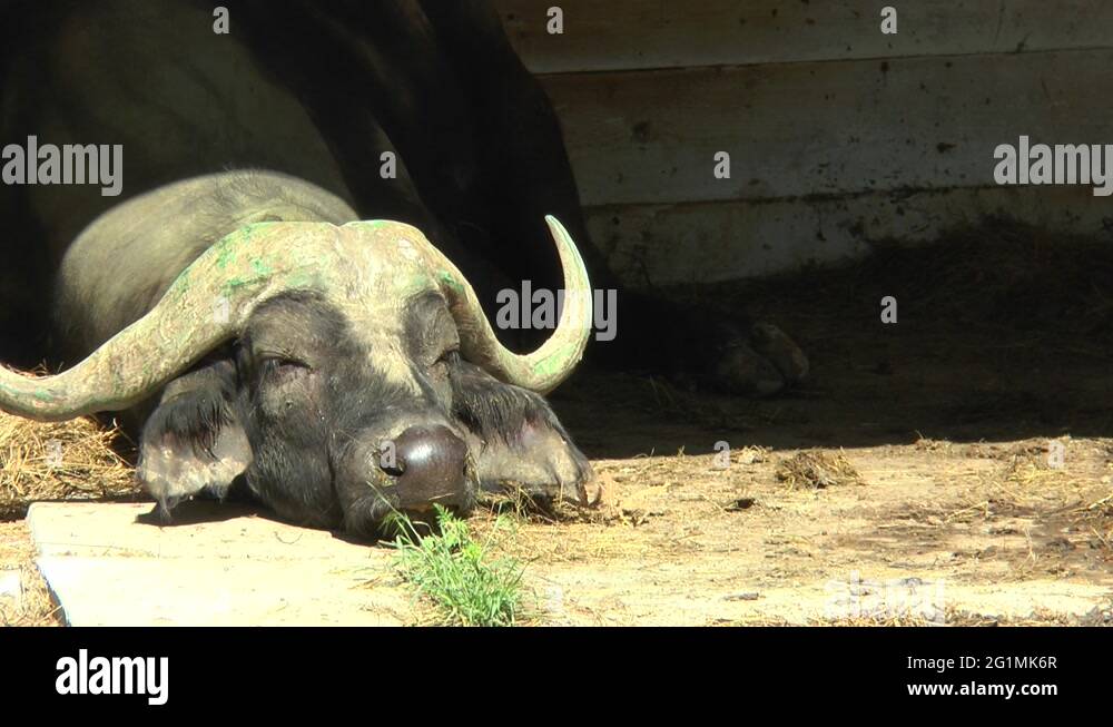 Buffalo corral Stock Videos & Footage - HD and 4K Video Clips - Alamy