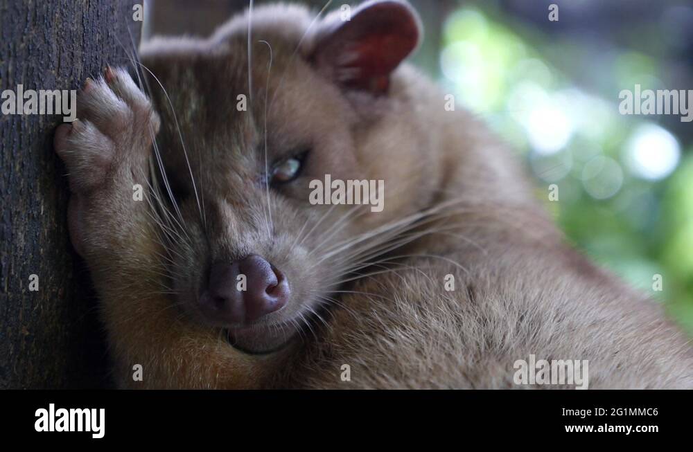 Indonesian animal Stock Videos & Footage - HD and 4K Video Clips - Alamy