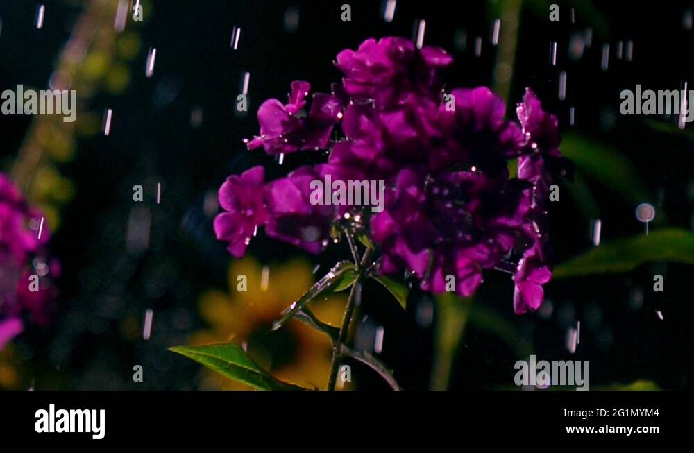 500 flowers Stock Videos & Footage - HD and 4K Video Clips - Alamy