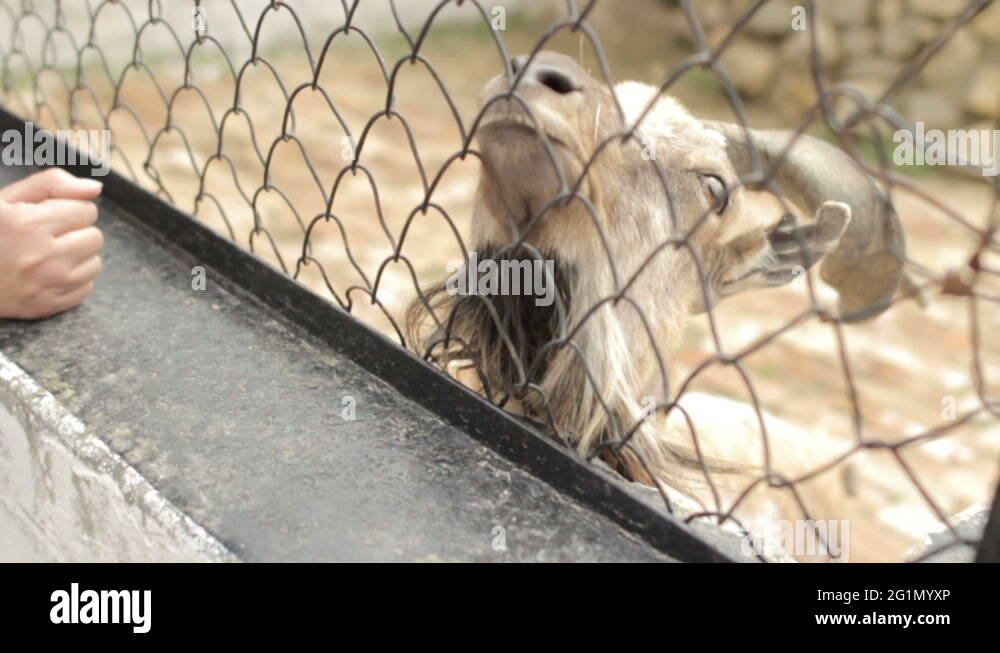 Animals zoo playing Stock Videos & Footage - HD and 4K Video Clips - Alamy