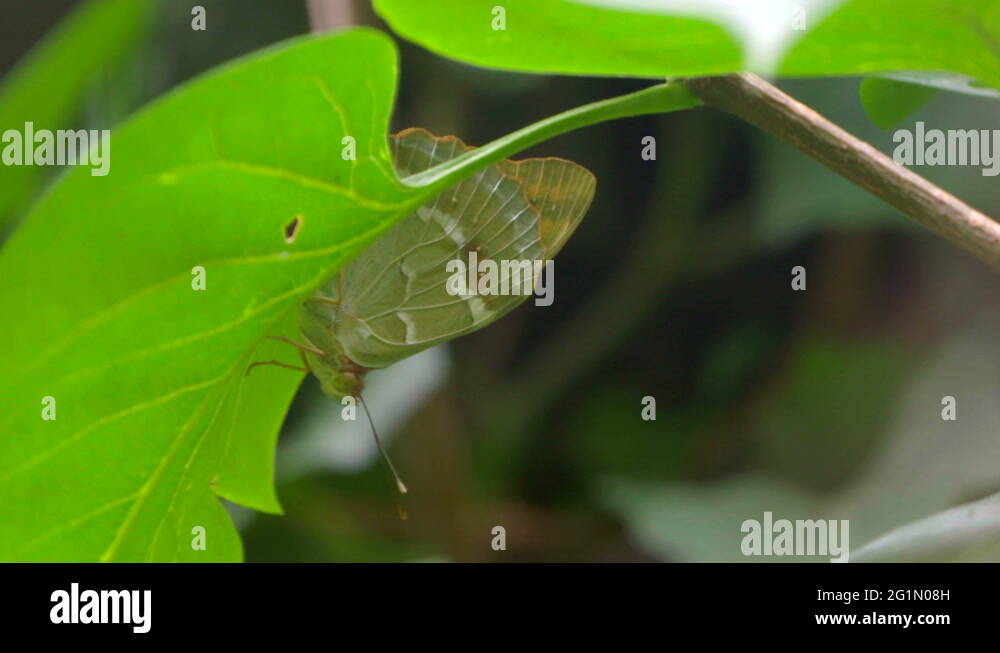 Butterfly under a leaf Stock Videos & Footage - HD and 4K Video Clips ...