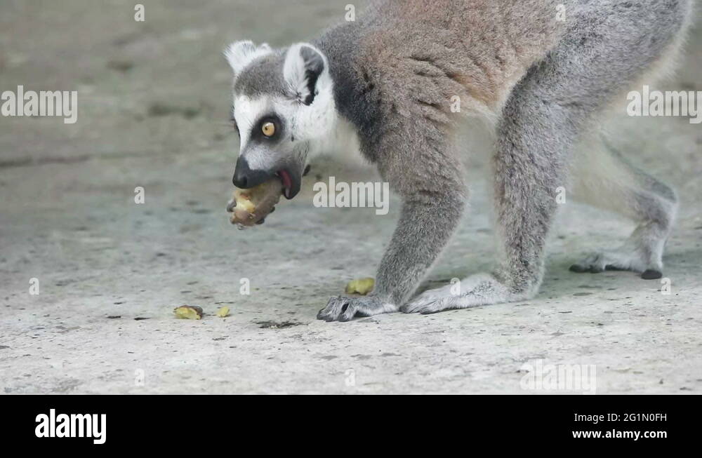 Funny lemur Stock Videos & Footage - HD and 4K Video Clips - Alamy