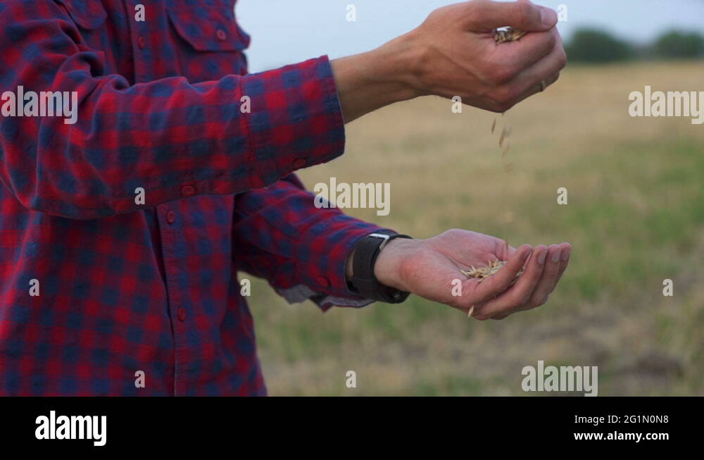 Grain beams detail Stock Videos & Footage - HD and 4K Video Clips - Alamy