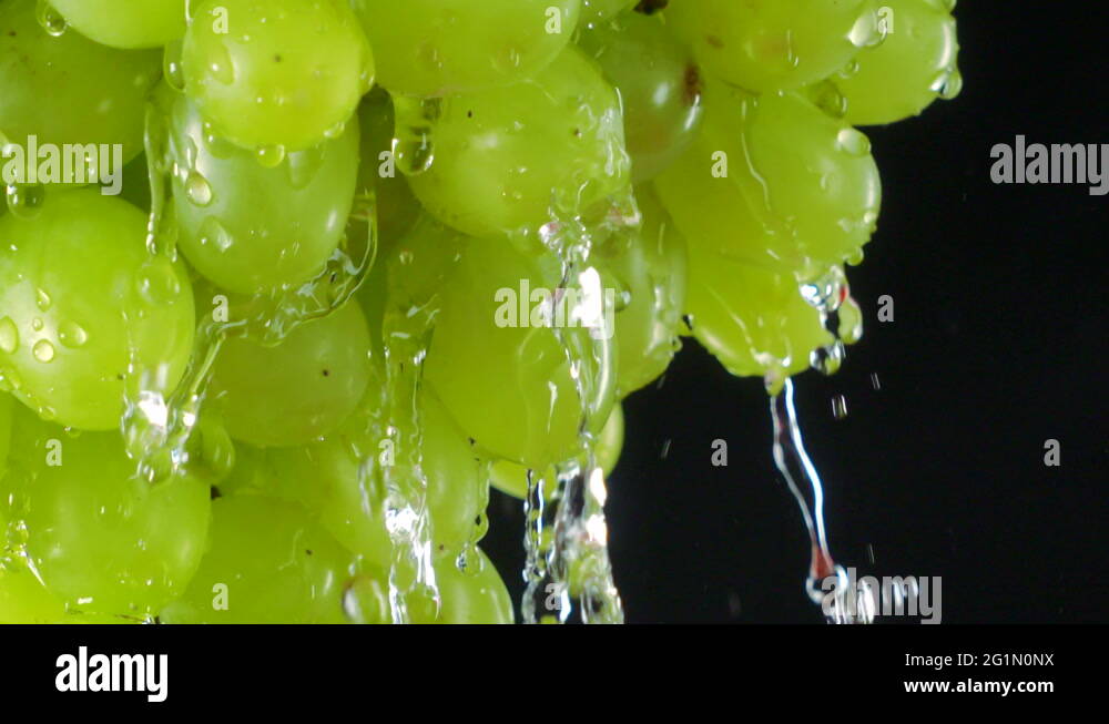 Black sultana Stock Videos & Footage - HD and 4K Video Clips - Alamy