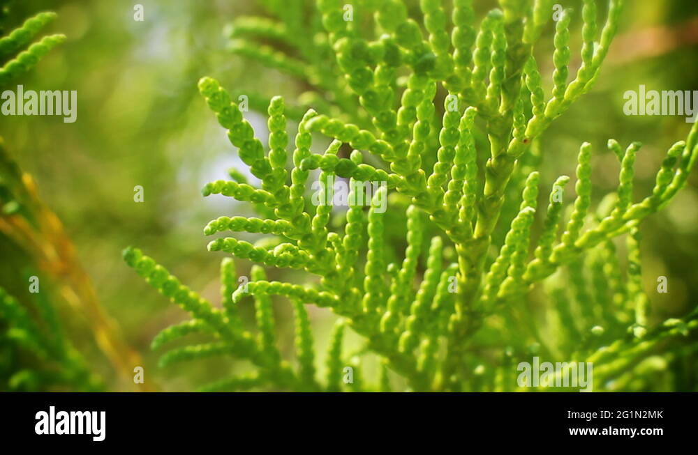 Cypress leaf Stock Videos & Footage - HD and 4K Video Clips - Alamy