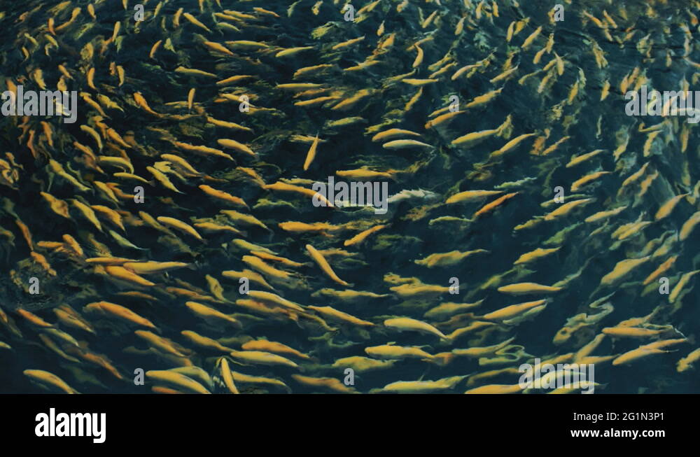 Amber fish Stock Videos & Footage - HD and 4K Video Clips - Alamy