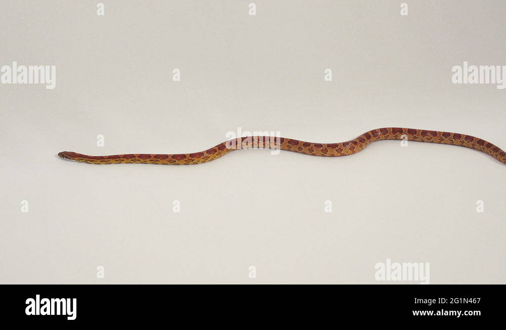 Snake vertical Stock Videos & Footage - HD and 4K Video Clips - Alamy