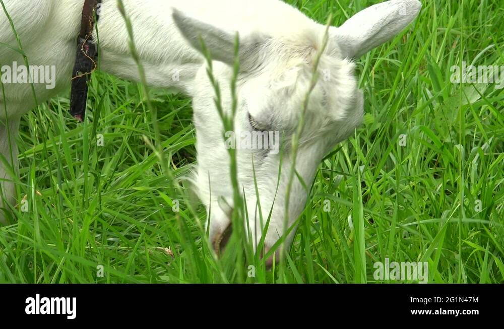 Rustic goat Stock Videos & Footage - HD and 4K Video Clips - Alamy