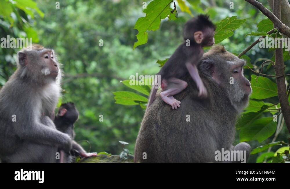 Cute Baby Monkey with Mother in Jungle Forest Stock Video Footage - Alamy