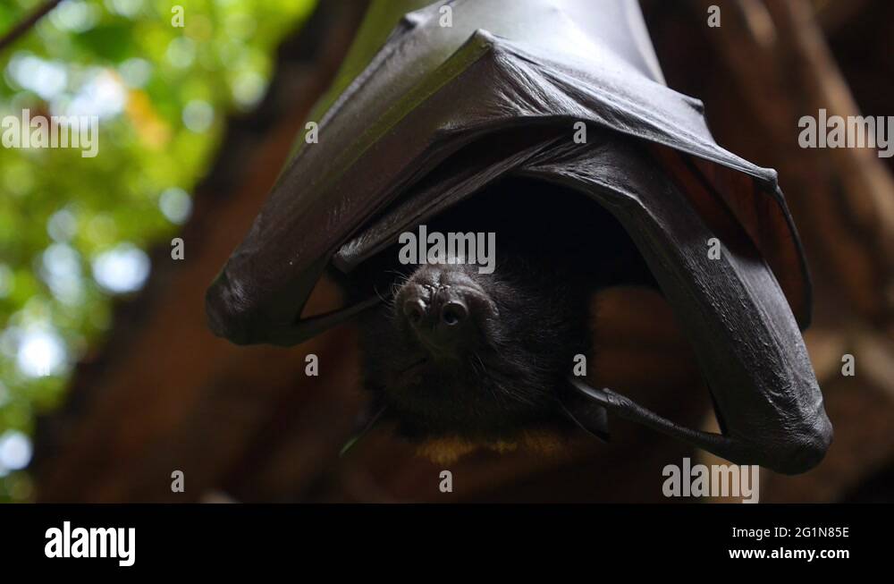 Bat queen Stock Videos & Footage - HD and 4K Video Clips - Alamy