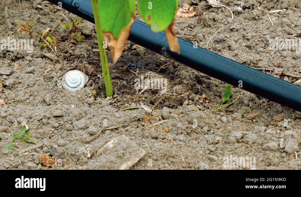 Drip drop Stock Videos & Footage - HD and 4K Video Clips - Alamy