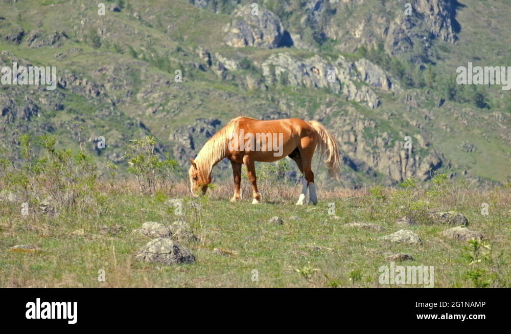 Altai horse Stock Videos & Footage - HD and 4K Video Clips - Alamy
