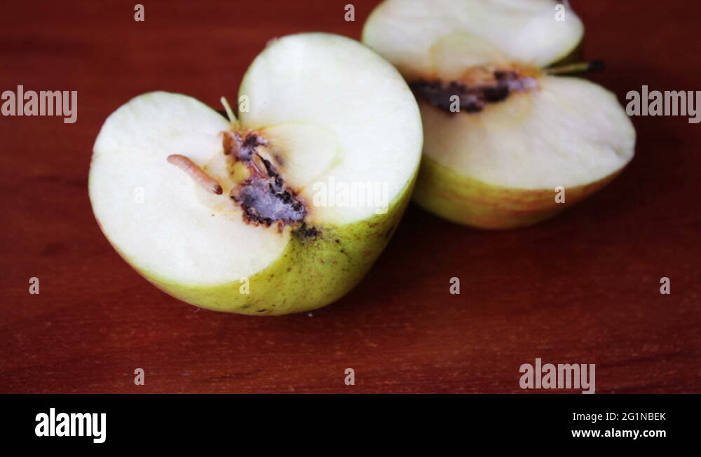 Rotten apple worm Stock Videos & Footage - HD and 4K Video Clips - Alamy