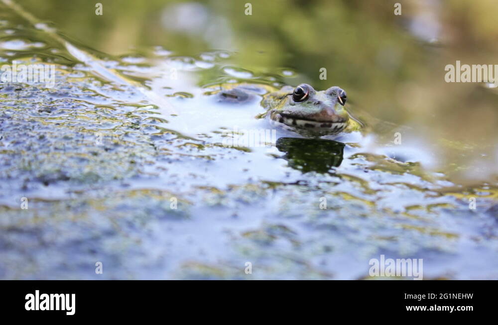 Giant ground frog Stock Videos & Footage - HD and 4K Video Clips - Alamy