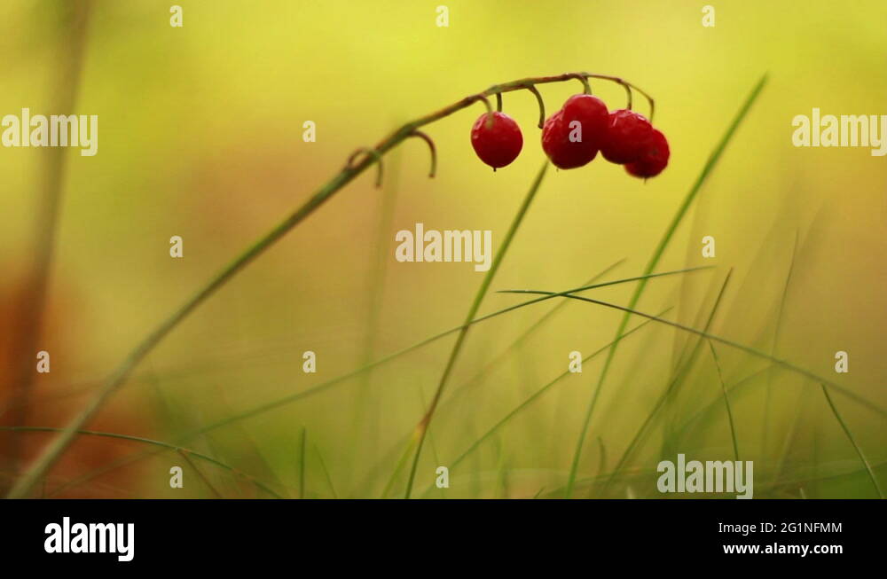 Red lily stem Stock Videos & Footage - HD and 4K Video Clips - Alamy