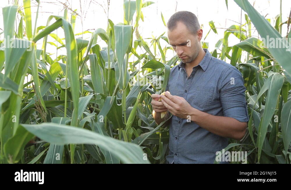 Checking corn Stock Videos & Footage - HD and 4K Video Clips - Alamy